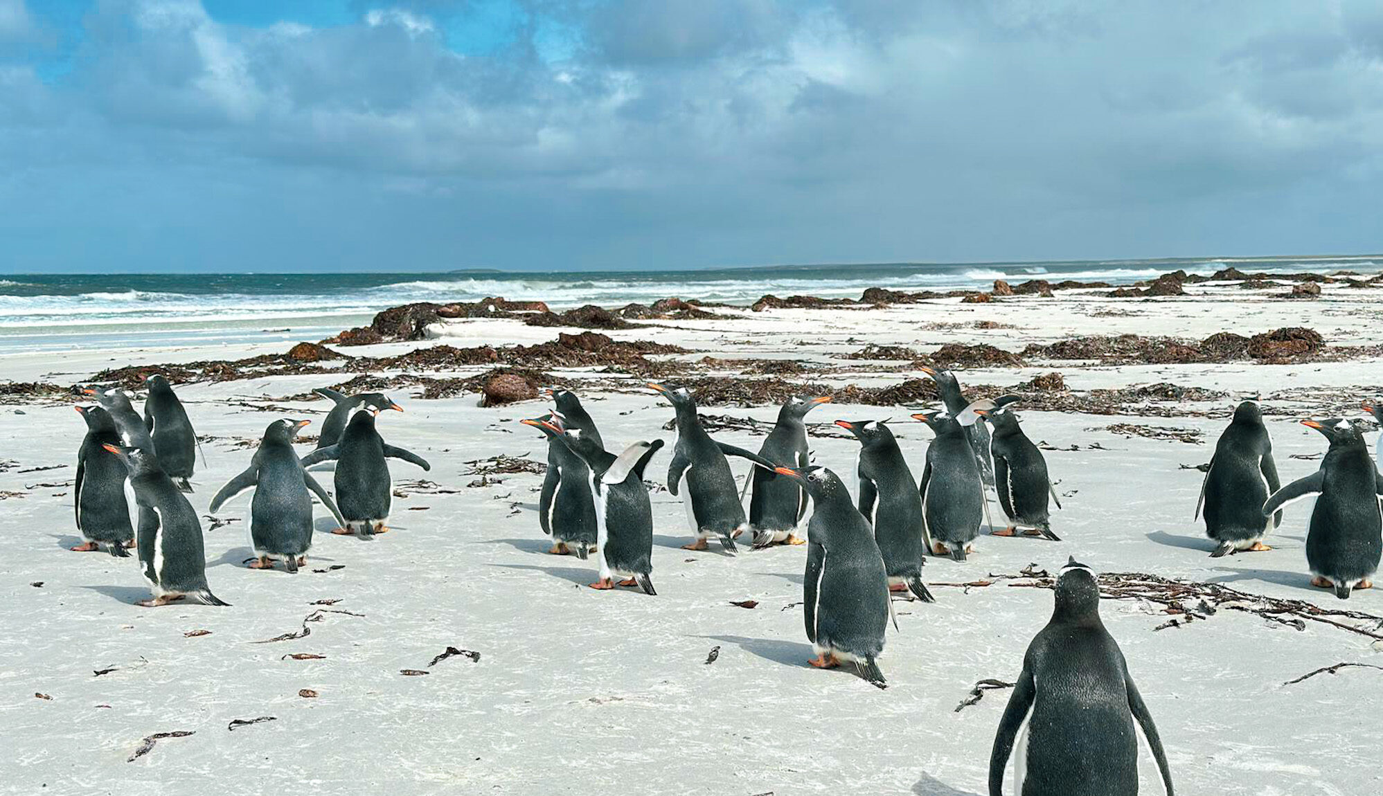 Bertha’s Beach – Day Tour • Falkland Islands Tours and Travel